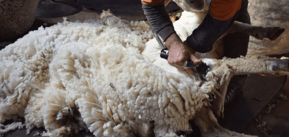 From Sheep to Sweater: Understanding the Wool Supply Chain - The Zen ...