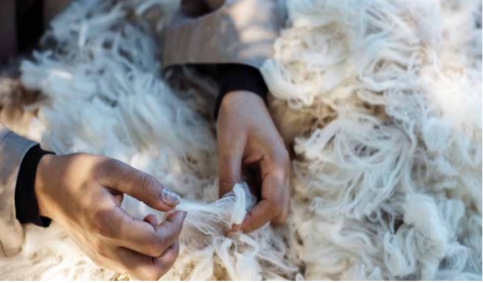 From Sheep to Sweater: Understanding the Wool Supply Chain - The Zen ...